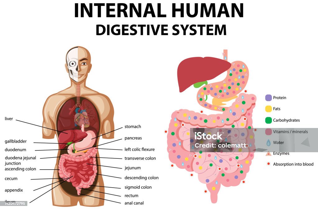 Diagram Showing Internal Human Digestive System Stock Illustration ... Diagram Showing Internal Human Digestive System Stock Illustration ...