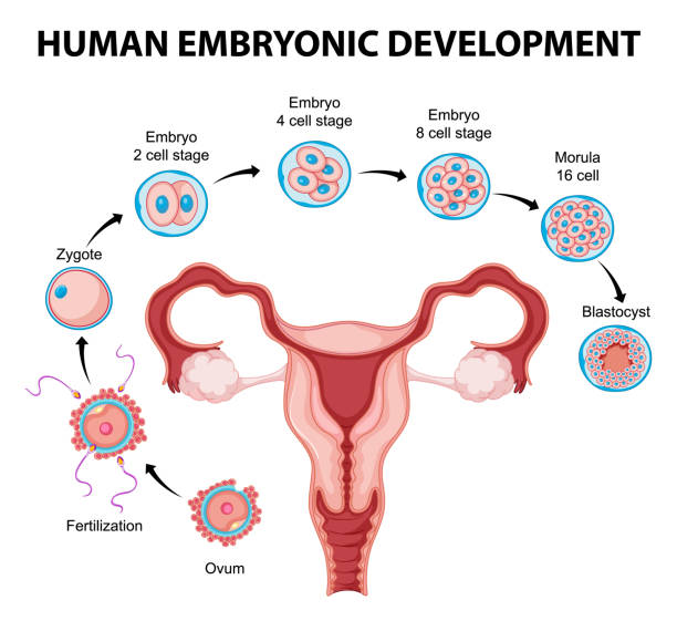 1200 Embryo Development Stock Illustrations Royalty Free Vector Graphics And Clip Art Istock