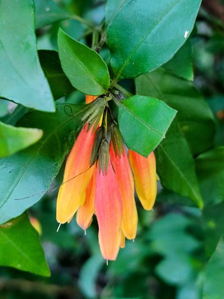 Flores De Colores Pictures | Download Free Images on Unsplash