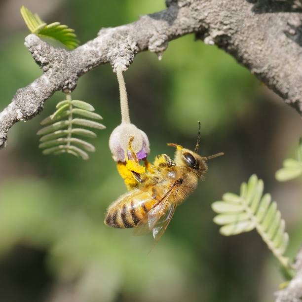 Pollinator Pictures | Download Free Images on Unsplash