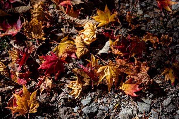 Free picture: autumn, maple, stones, pebbles, yellowish brown, leaves ...