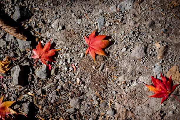 Free picture: autumn, maple, stones, pebbles, yellowish brown, leaves ...