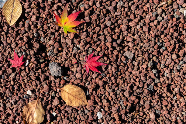 Free picture: autumn, maple, stones, pebbles, yellowish brown, leaves ...