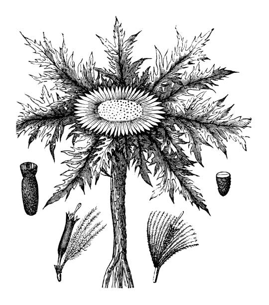 30 Stemless Carline Thistle Illustrations Stock Illustrations Royalty Free Vector Graphics