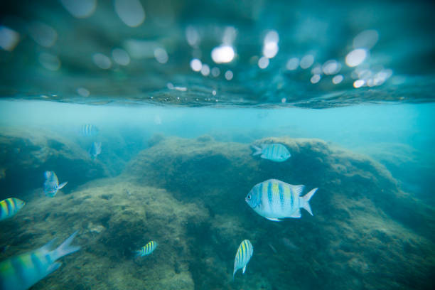 Free Stock Photo of A group of fish swimming near a rock | Download ...