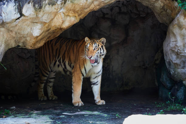 Free picture: bengal, cave, predator, tiger, cat, feline, stripe ...
