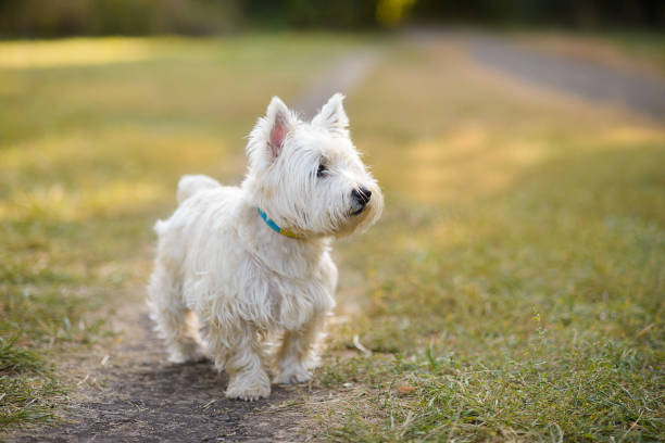 Fox Hunting Pictures | Download Free Images on Unsplash