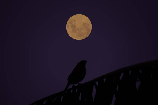 Night Bird Pictures | Download Free Images on Unsplash