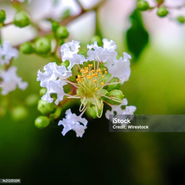 Bidikan Closeup Bunga Putih Lagerstroemia Speciosa Foto Stok - Unduh ... Bidikan Closeup Bunga Putih Lagerstroemia Speciosa Foto Stok - Unduh ...