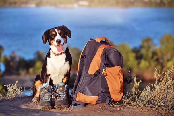 Mountain Dog Pictures | Download Free Images on Unsplash