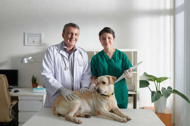 Dog Doctor Pictures | Download Free Images on Unsplash