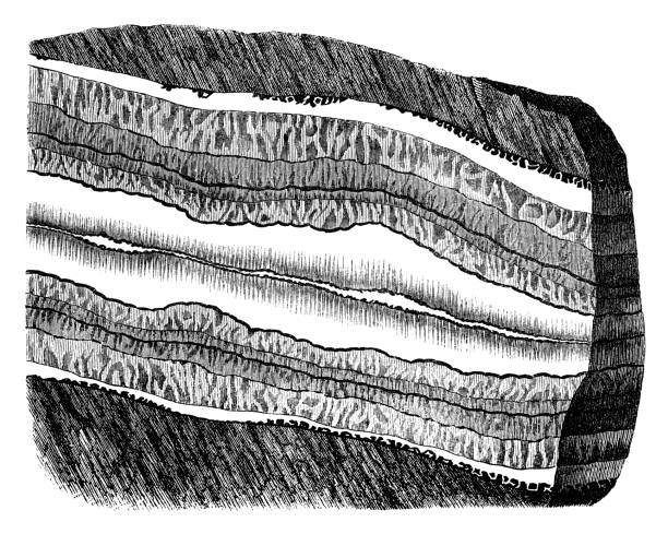 Free clip art "Fossil Layers" by Scout