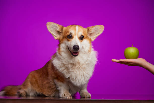 500+ Corgi Pictures | Download Free Images on Unsplash