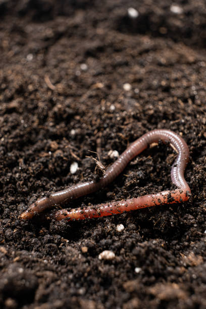 1000+ Worm Pictures | Download Free Images on Unsplash