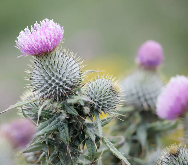 Thistle Seed Head Down - Free photo on Pixabay - Pixabay
