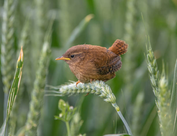 Wren Pictures | Download Free Images on Unsplash