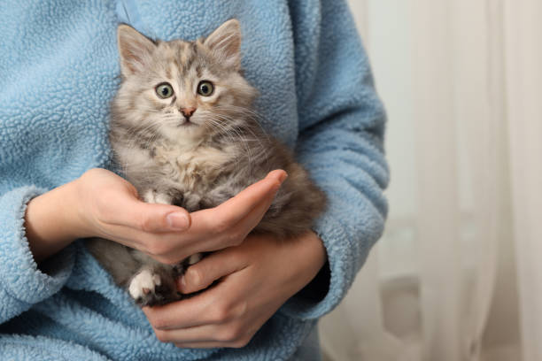 Free picture: Person holding a kitty on hand palm