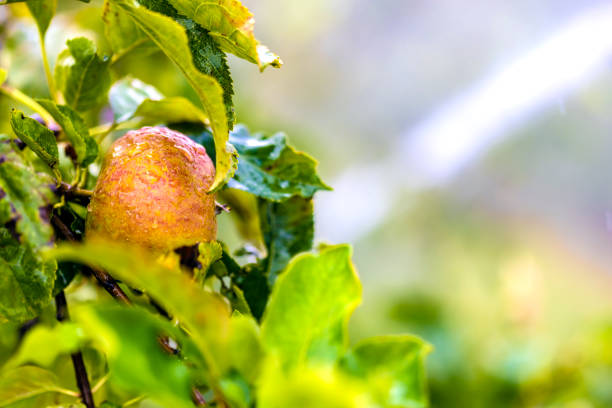 Apple Ecosystem Pictures | Download Free Images on Unsplash