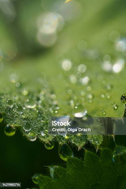Drops Of Rain Water On The Green Leaf In Daylight Beautiful Natural