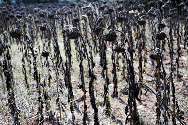 Free withered land stock photos. Download the best free withered land ...