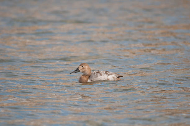 Free picture: canvasback, hen, duck