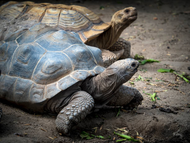 Tortuga Pictures | Download Free Images on Unsplash