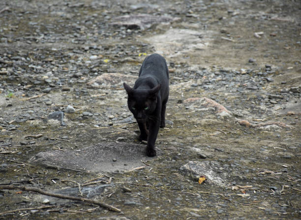 Blackcat Pictures | Download Free Images on Unsplash