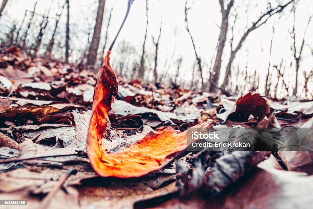 The One Amongst Many Stock Photo - Download Image Now - Autumn, Close ... The One Amongst Many Stock Photo - Download Image Now - Autumn, Close ...