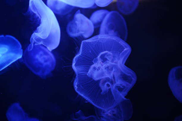 Deepsea Pictures | Download Free Images on Unsplash