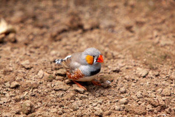 Zebra Finch Pictures | Download Free Images on Unsplash