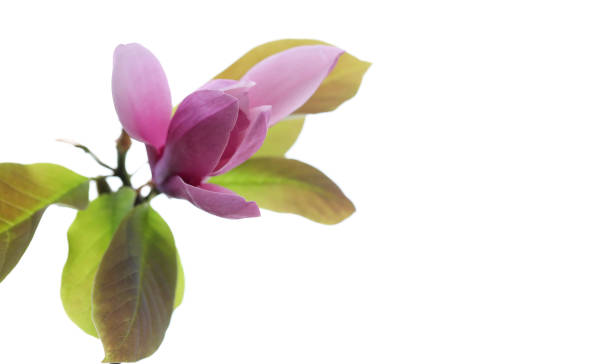 Flower Opening Pictures | Download Free Images on Unsplash