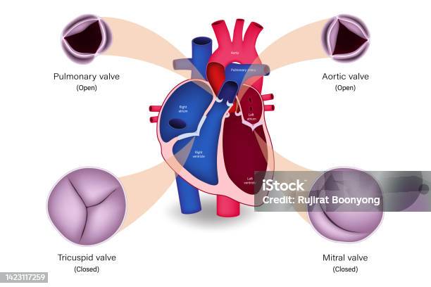 Human Heart Valve Anatomy Systole Pulmonary Valve Aortic Valve ... Human Heart Valve Anatomy Systole Pulmonary Valve Aortic Valve ...
