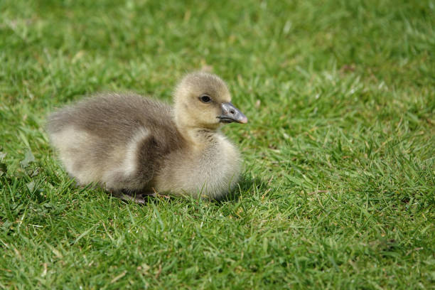 Free picture: Adorable domestic chick laying on grass close-up