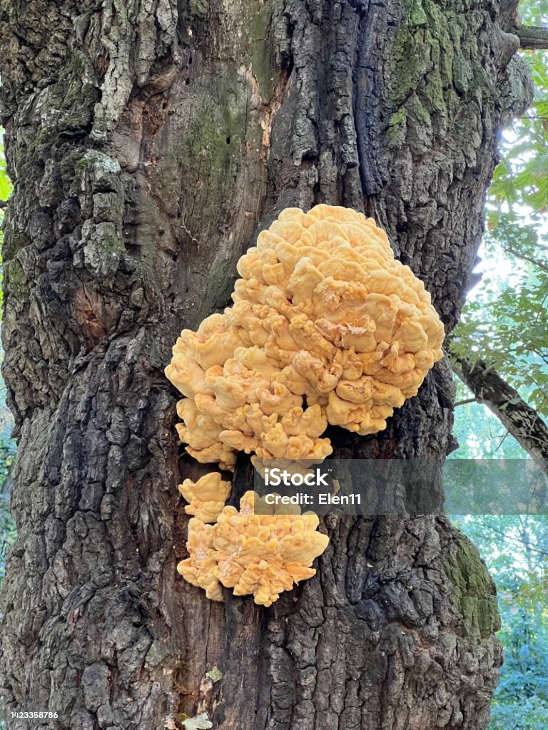 Laetiporus Sulphureus On A Tree Trunk Yellow Bracket Fungus Also Known