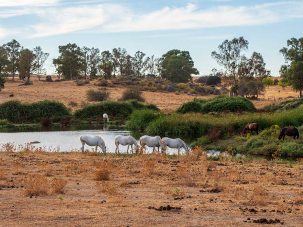 Animales En La Naturaleza Pictures | Download Free Images on Unsplash