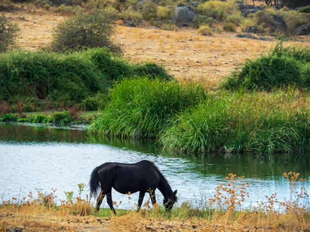 Animales En La Naturaleza Pictures | Download Free Images on Unsplash