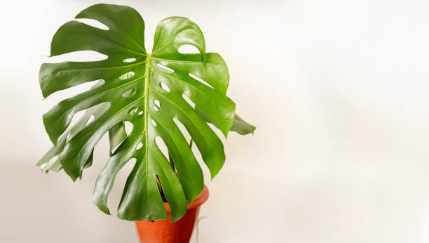 500+ Monstera Deliciosa Pictures | Download Free Images & Stock Photos ...