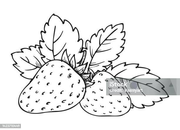 Strawberry Coloring Book Whole Ripe Sweet Fruit Stock Illustration