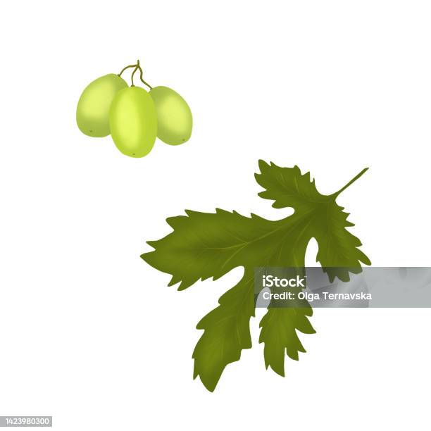 Raisins Verts Avec Des Feuilles Isolées Sur Fond Blanc Illustration De