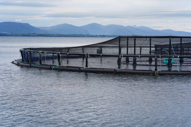 Free picture: fish, hatcheries, Atlantic salmon, hatchery
