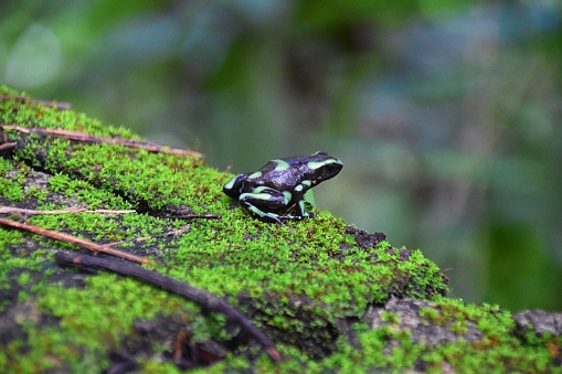 Katak Dart Racun Hijau Dan Hitam Dendrobates Auratus Di Hutan Hujan