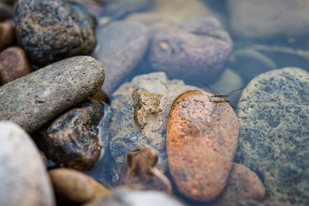 Free picture: pebbles, rocks, stone, insect, invertebrate