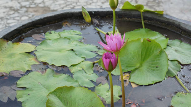 White Lotus Pictures | Download Free Images on Unsplash