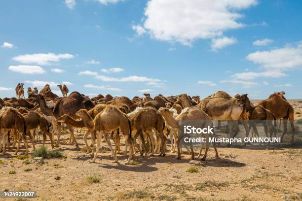 Kawanan Unta Di Sahara Maroko Unta Di Gurun Maroko Foto Stok - Unduh ... Kawanan Unta Di Sahara Maroko Unta Di Gurun Maroko Foto Stok - Unduh ...