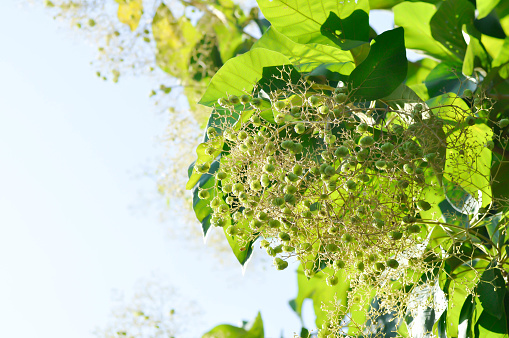 Foto de Tectona Grandis Teak Ou Lamiaceae Ou Planta De Teca Ou Teca De ... Foto de Tectona Grandis Teak Ou Lamiaceae Ou Planta De Teca Ou Teca De ...