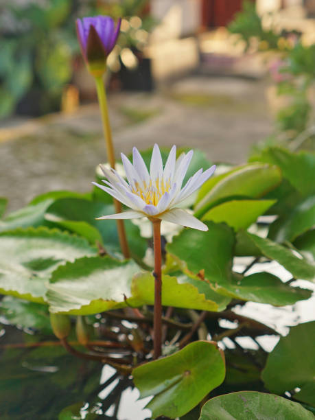 White Lotus Pictures | Download Free Images on Unsplash