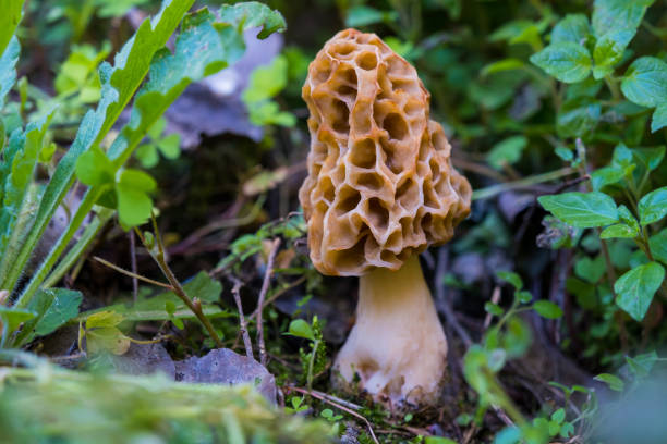 Free picture: Early morel or the wrinkled thimble-cap (Verpa bohemica ...