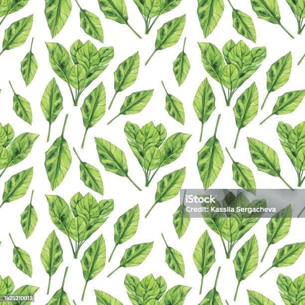 Aquarelle Épinard Sans Couture Motif Sur Fond Blanc Illustration De