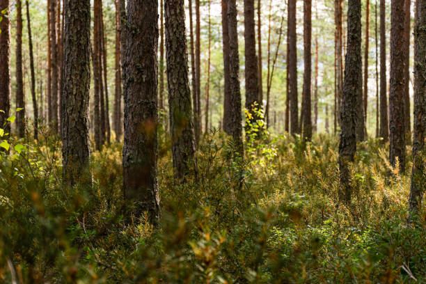 Free Stock Photo of Forest Floor Background | Download Free Images and ...