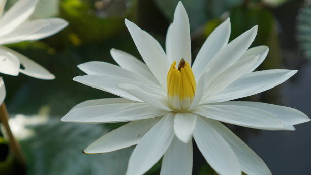White Lotus Pictures | Download Free Images on Unsplash